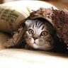 9x het leukste kattenmand design voor de liefste poezen