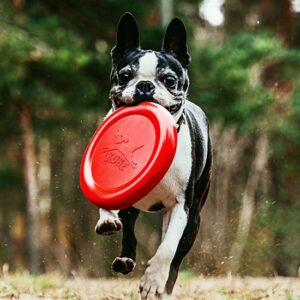 Top 10 Leuke cadeaus voor honden (en hun baasje!)